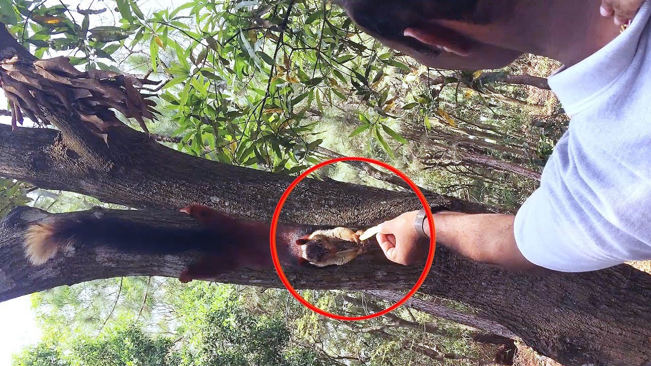 World in Most Dangerous Hybrid Animal || in world. - YouTube