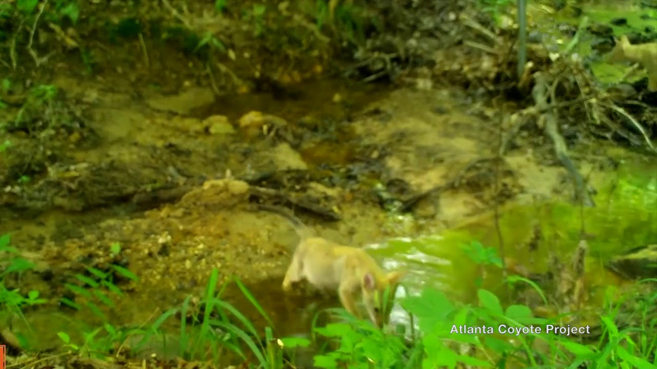 Atlanta Project Coyote: Notes From the Field 2018 - YouTube