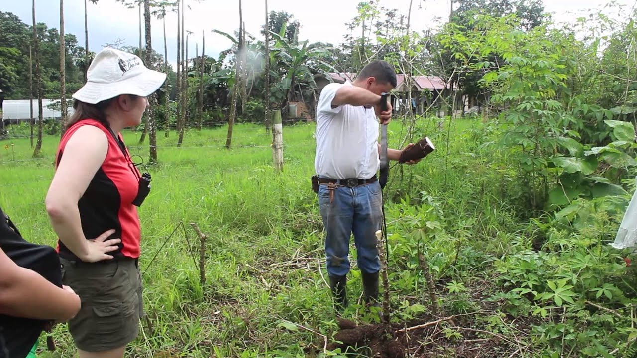 Yuca/Cassava, On the farm, Costa Rica - YouTube