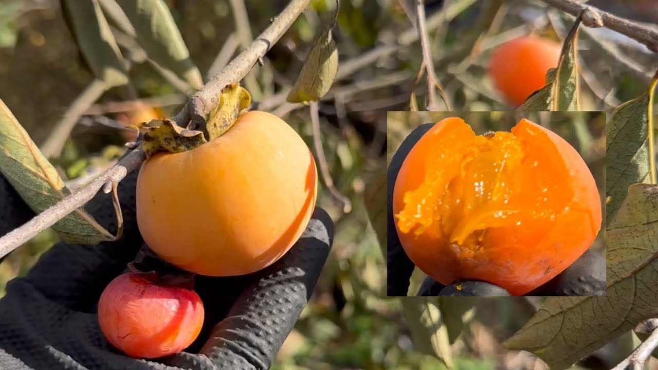 Rossyanka (Russianka) & Early Golden Persimmon First Taste Test - YouTube