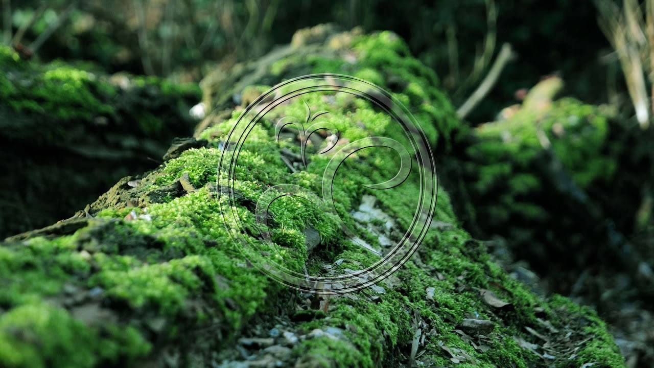 Hosini - Laomedeia (Original Mix) - YouTube