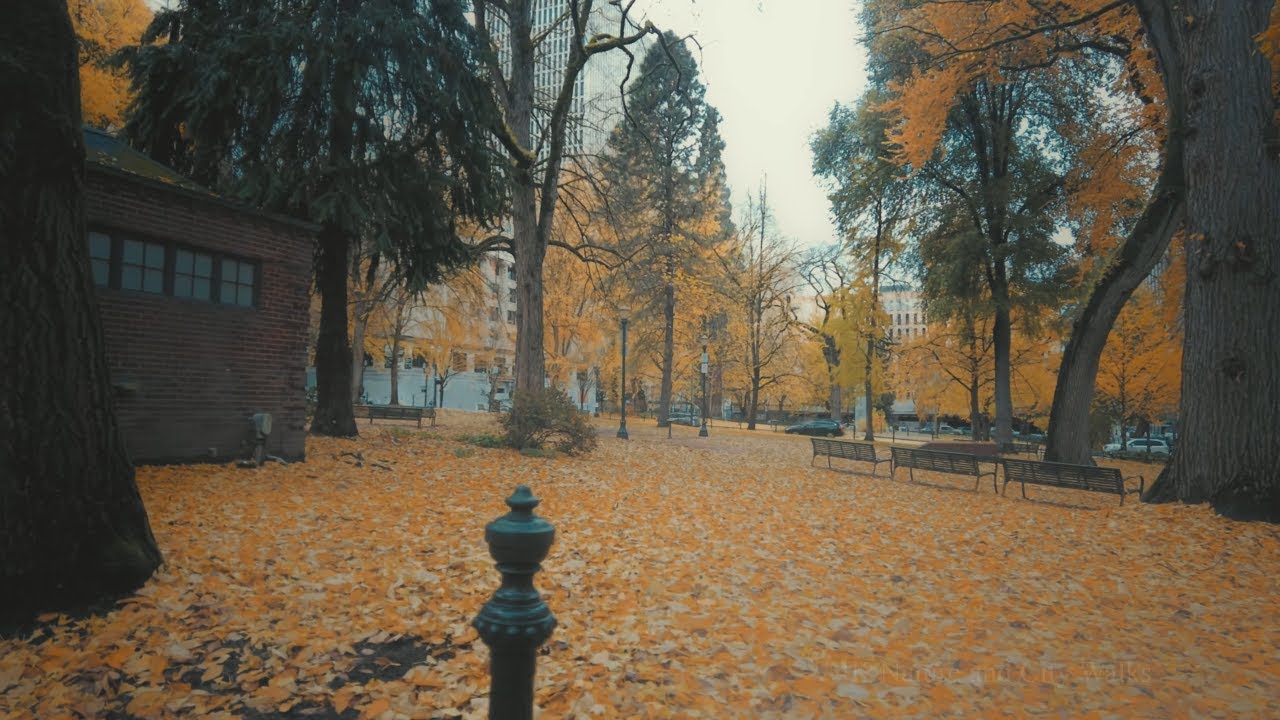 Portland Fall Foliage and Leaves in Downtown 2022 - YouTube