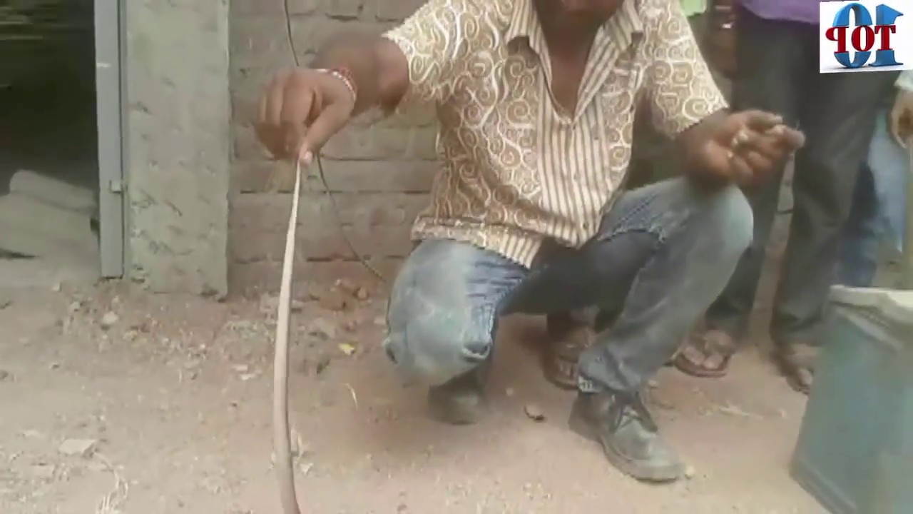 How to catch Snake? Now see this video - Part 3 - YouTube