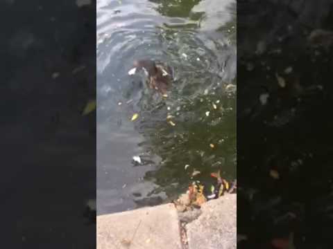 Dying duck - YouTube