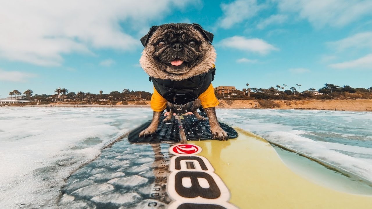 Funny Dogs Surfing - Best Of Surfing Dogs - YouTube