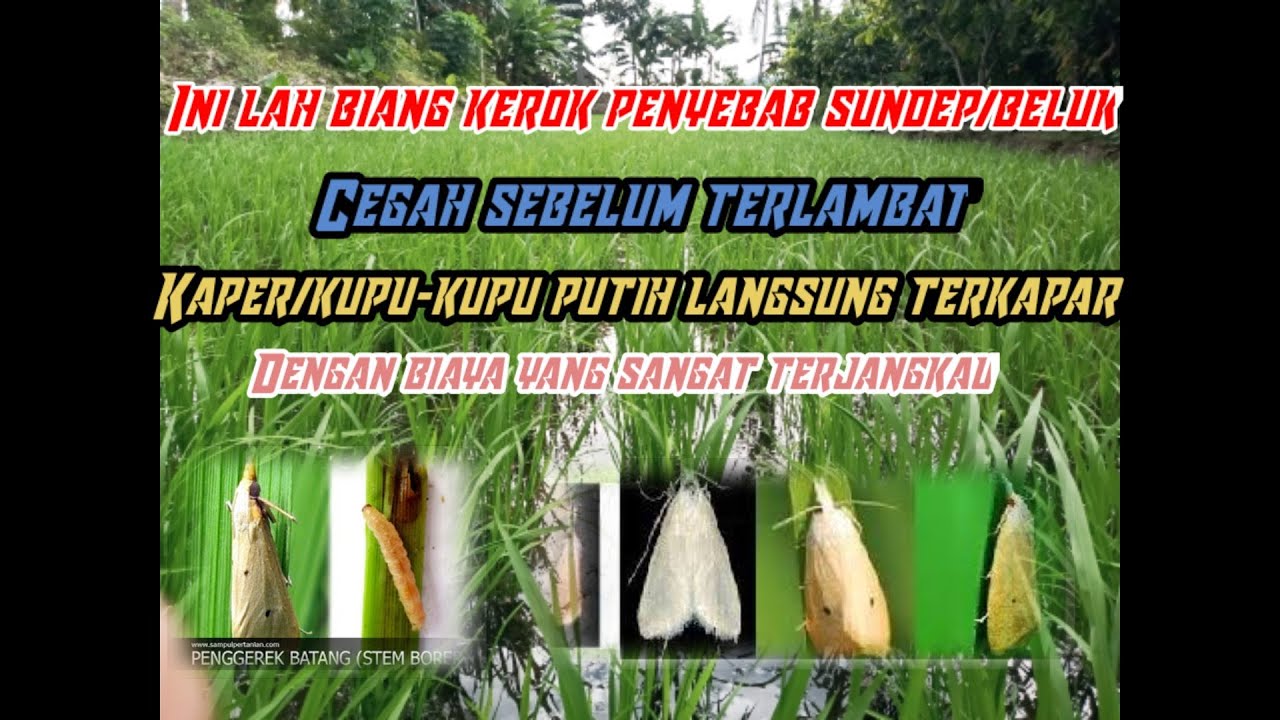 Cara mengatasi hama kupu-kupu putih/kaper - YouTube