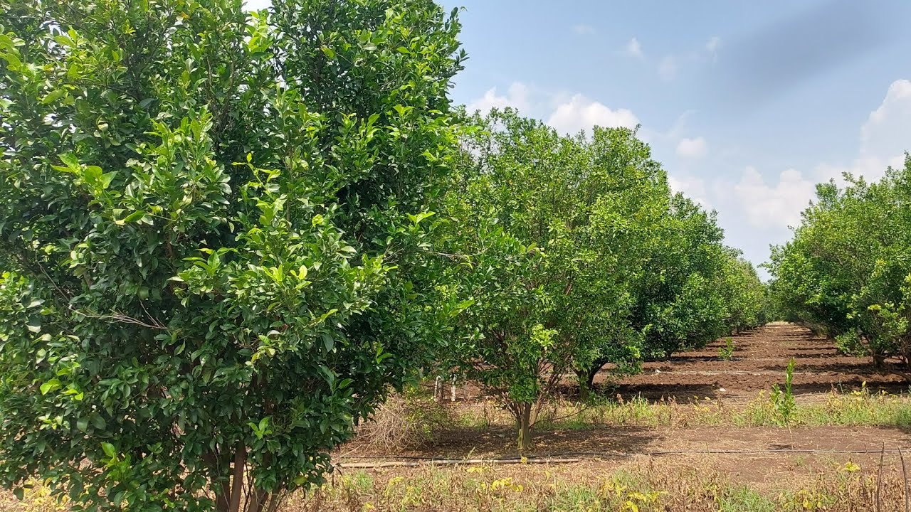🍊 Orange Update #orange #farming #citrusfarming - YouTube