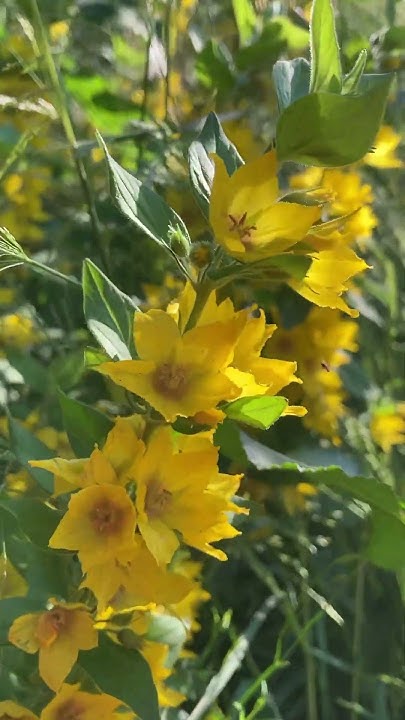 Цветущий луг .. 🌿🌼🌼🌼🌿 - YouTube