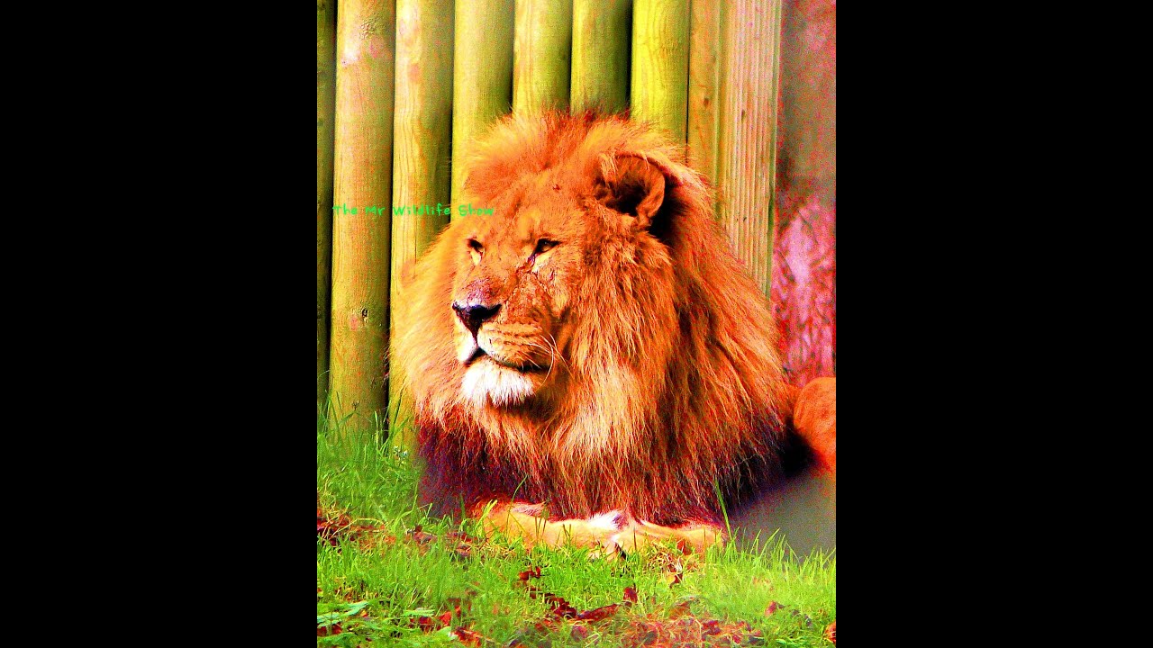 Wildlife V @DailyMusicVideo: Bring Peace To Earth and Save Wilderness ...