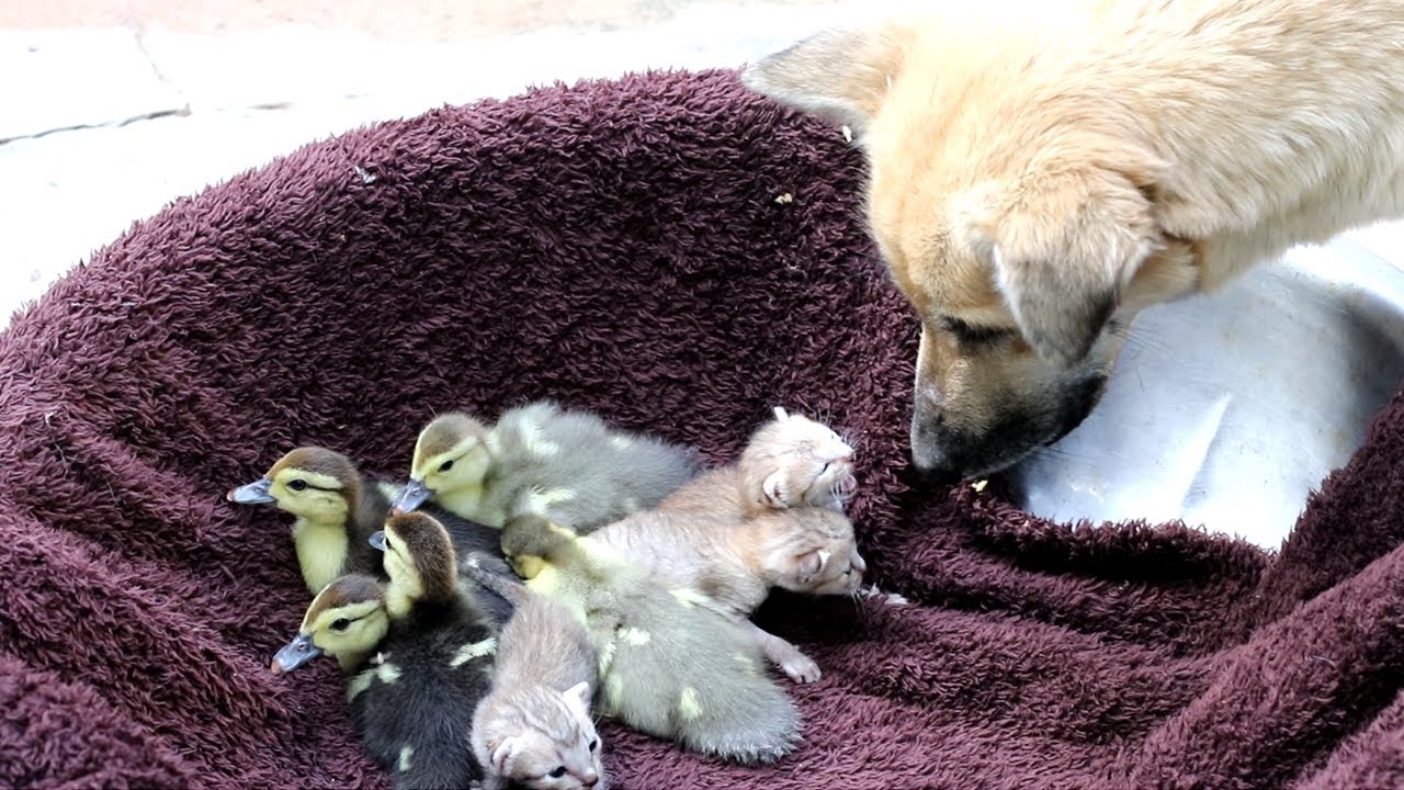 Newborn cat meowing when see dog - Dog loves newborn baby cat - YouTube