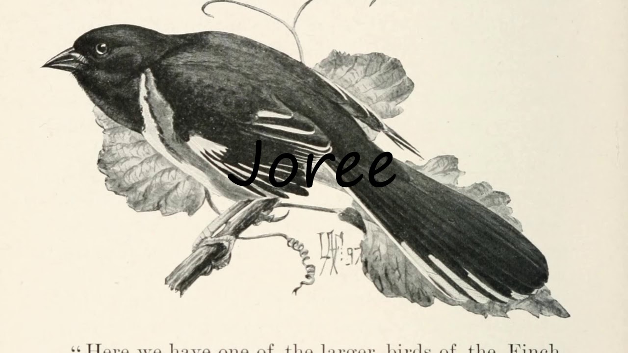 How to Pronounce Joree? - YouTube