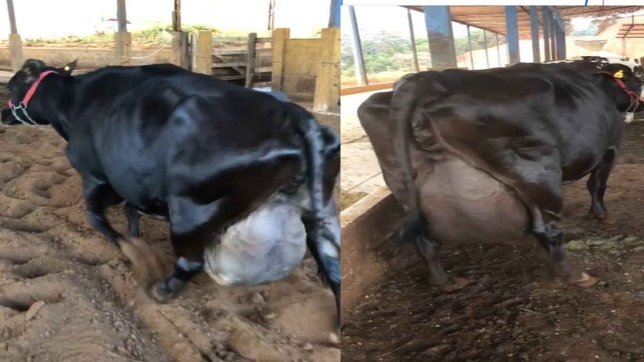 Incredible Biggest Udder cows - YouTube