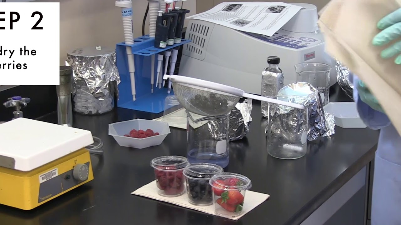 Edible Coating of berries - YouTube