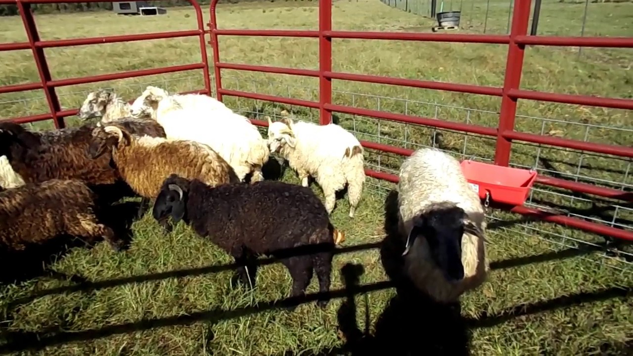 Raising Karakul Sheep - YouTube