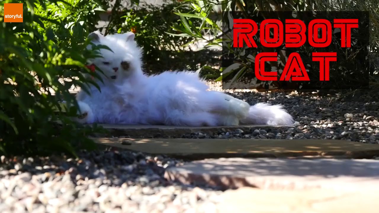 Robot Kucing di jepang - YouTube