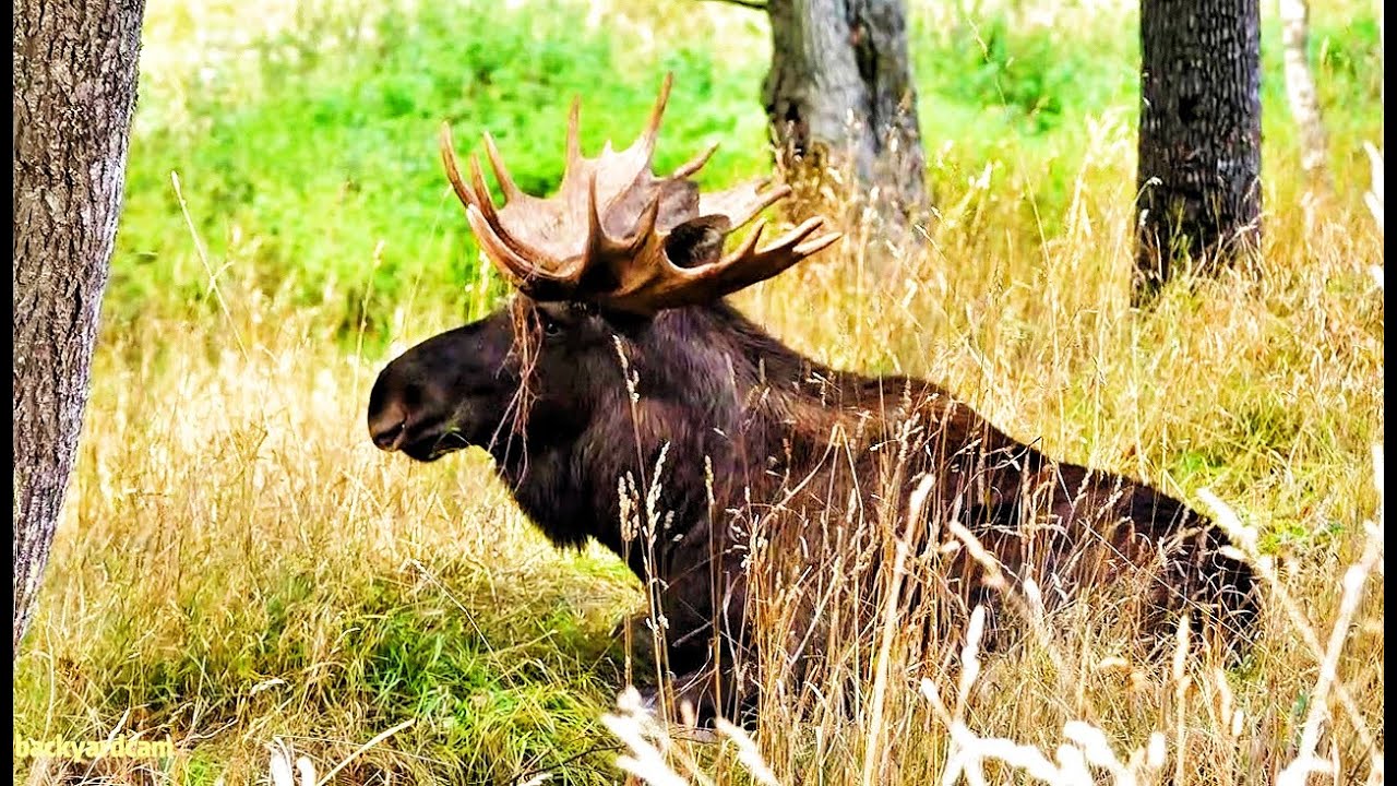 Admire Beautiful moose in the Moose Park 🫎🫎 - YouTube