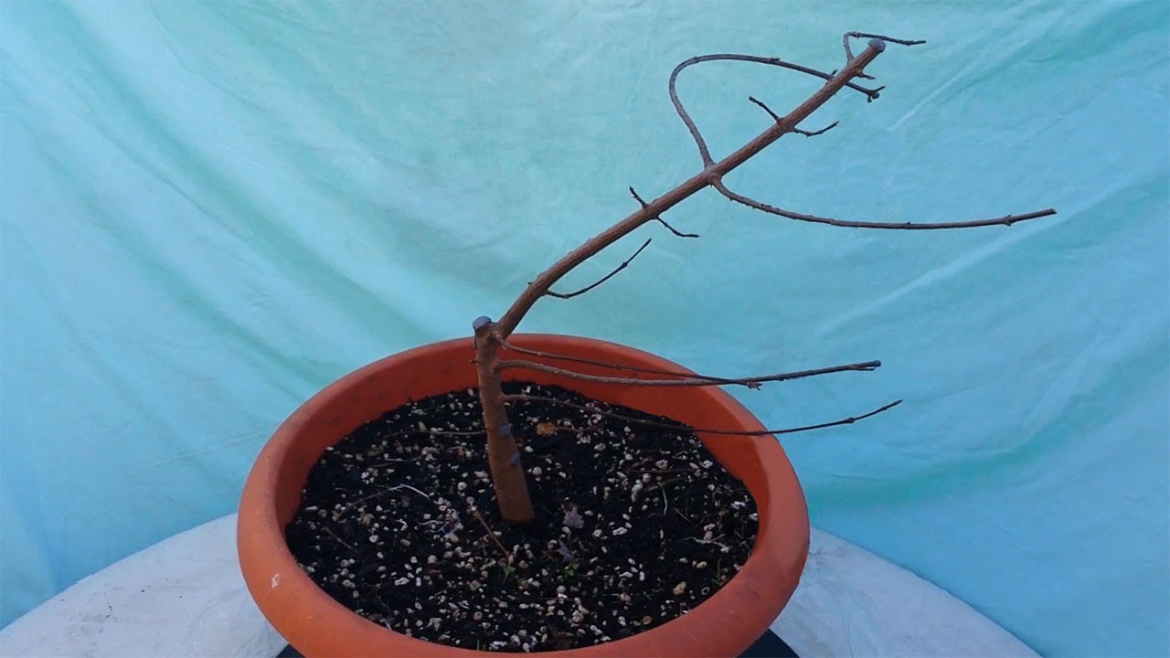How to make a Windswept Bonsai - First Pruning - YouTube