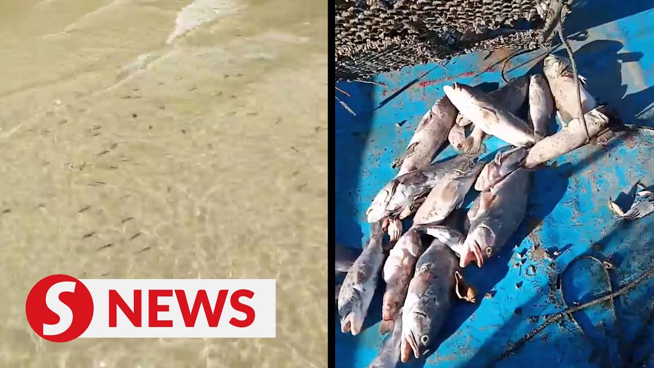 Dead Fish In Ocean
