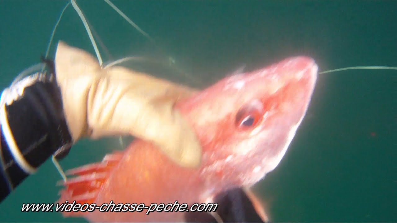 Carpe rouge - GoPro HD Spearfishing chasse sous-marine - YouTube
