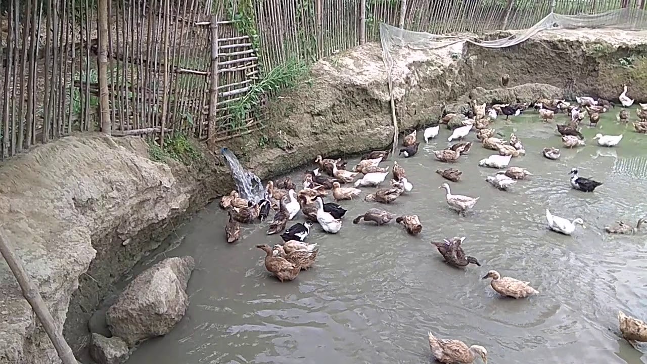 Duck-farm in Rautahat, Nepal - YouTube