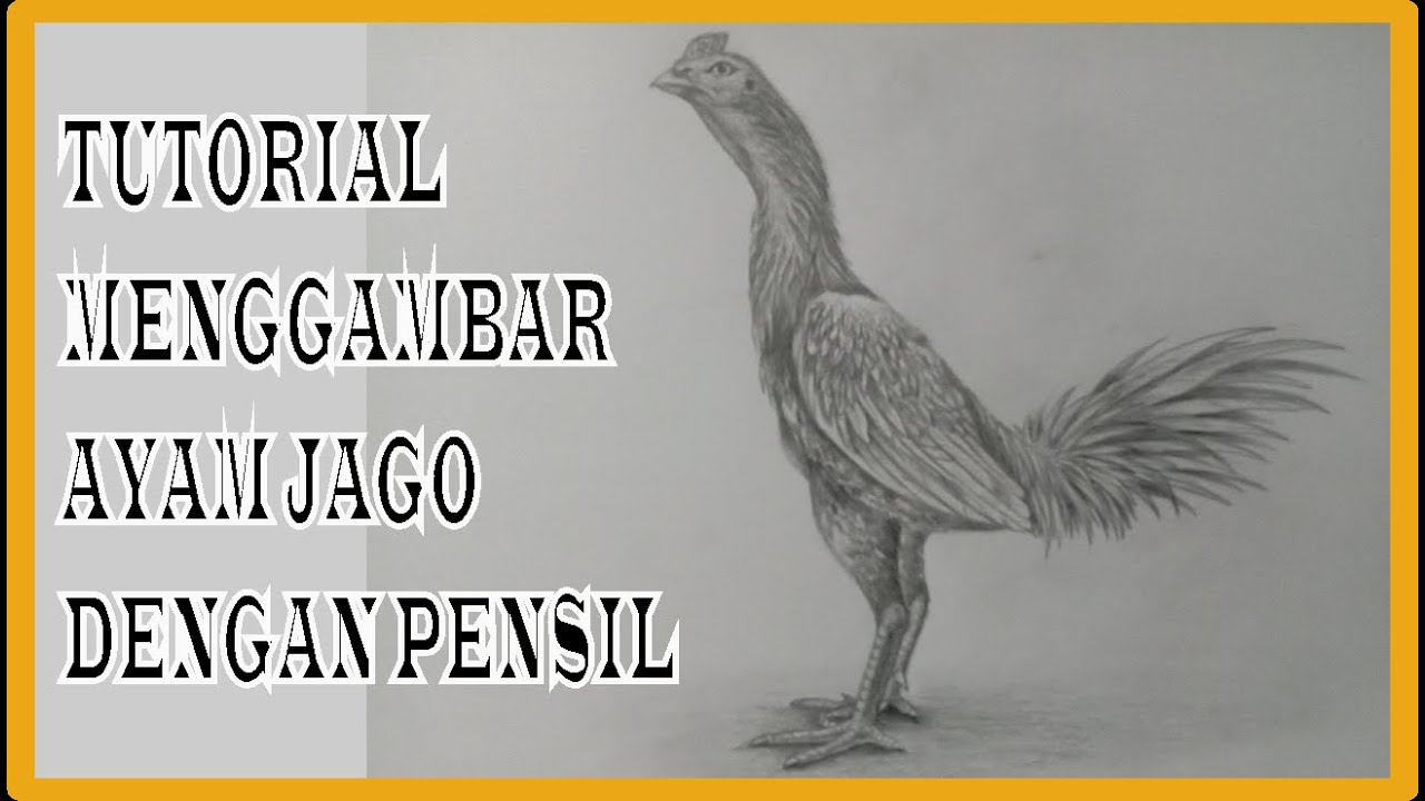Menggambar Ayam Jago Aduan | HOW TO DRAW A ROOSTER - YouTube