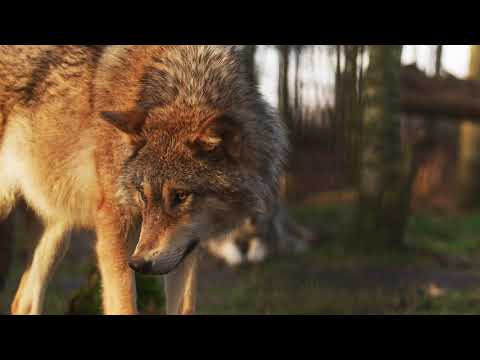 Wolves 101 | Nat Geo Wild
