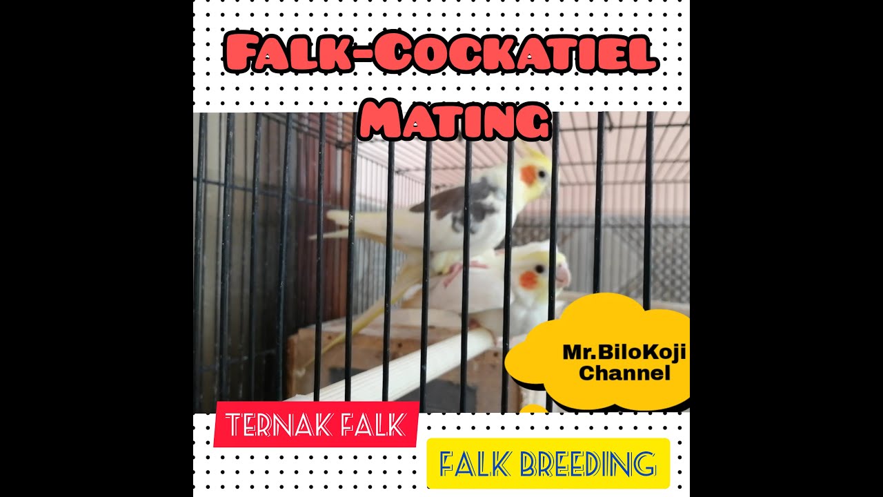 Falk-Cockatiel-Australian Parrots || Falknya kawin.. #Cockatiel is ...