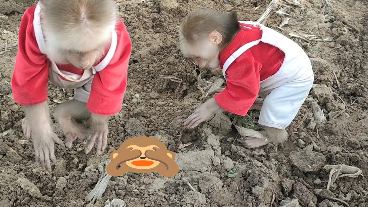 mischievous monkey Milo is not afraid of toads - YouTube