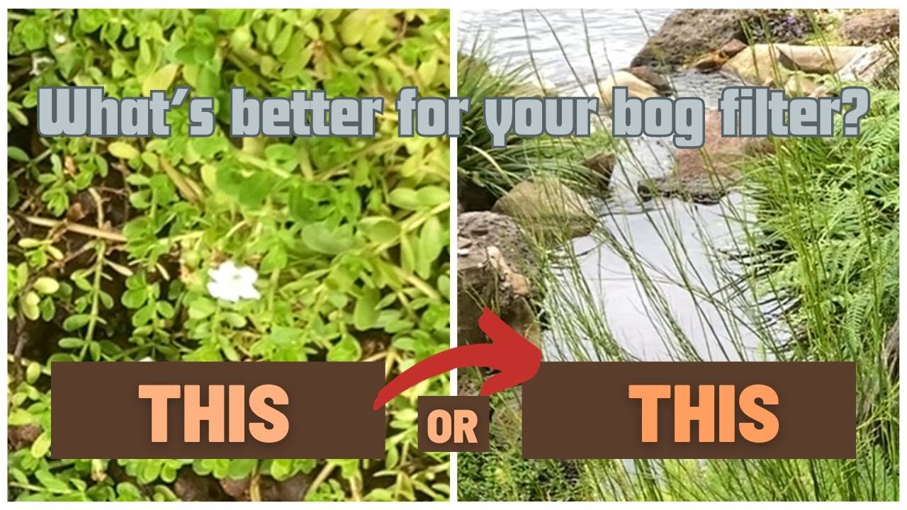 Water or no water over the surface of a bog filter??? - YouTube