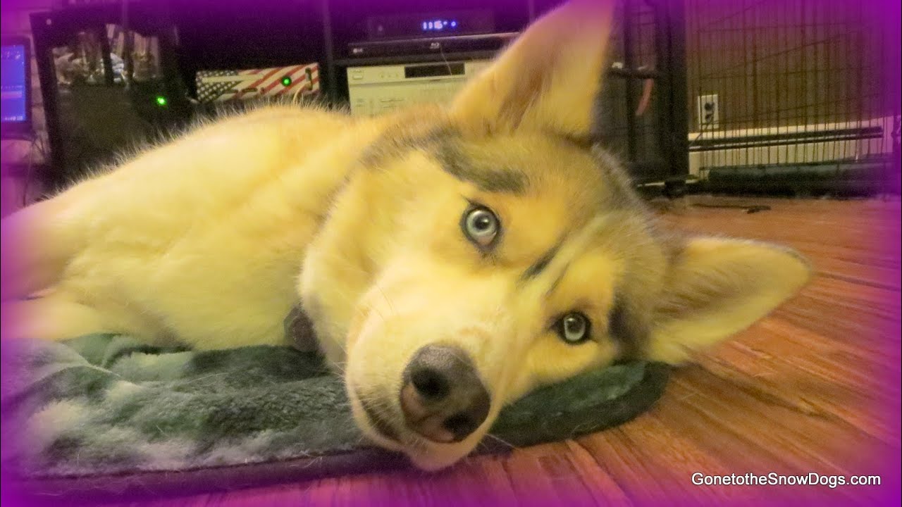 Siberian Husky Shelby is a Blanket Hog! *SNOW DOG SHORT 21* - YouTube