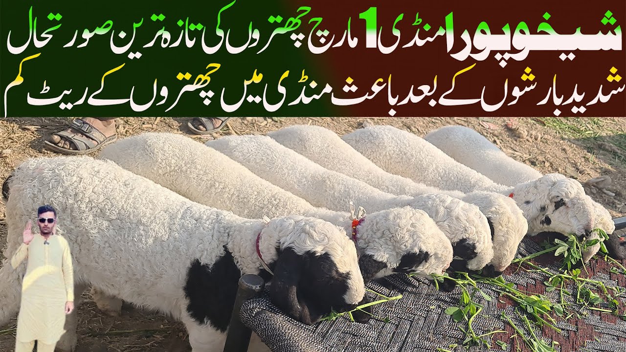 Turkey Dumba In Pakistan - Bakra Mandi Sheikhupura Today Latest Update ...