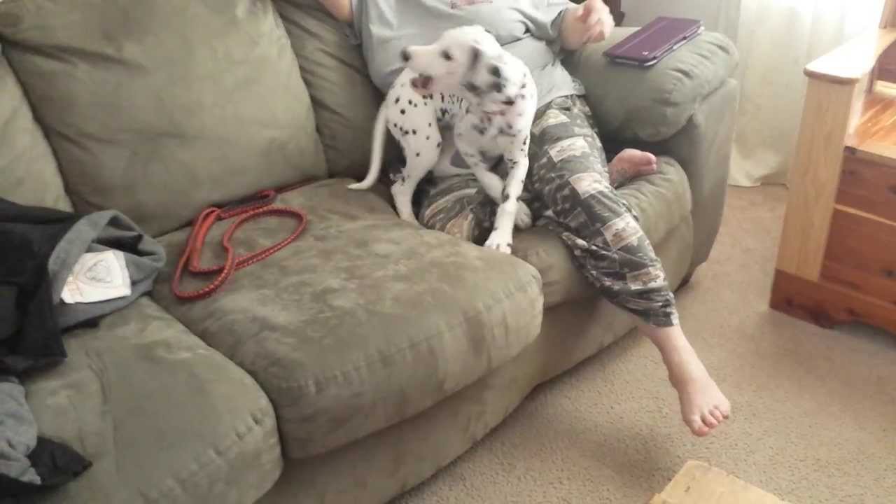 Allie, sweet deaf Dalmatian puppy - YouTube