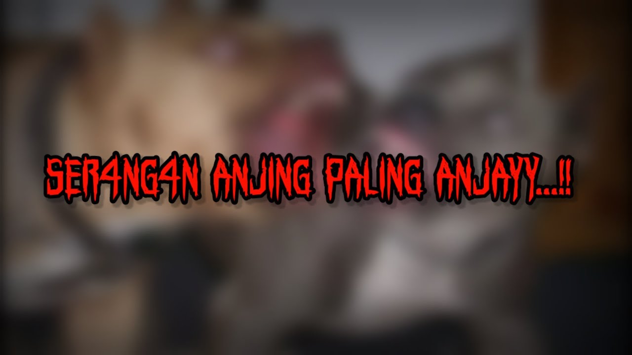Anjing Paling Anjayy....!! - YouTube