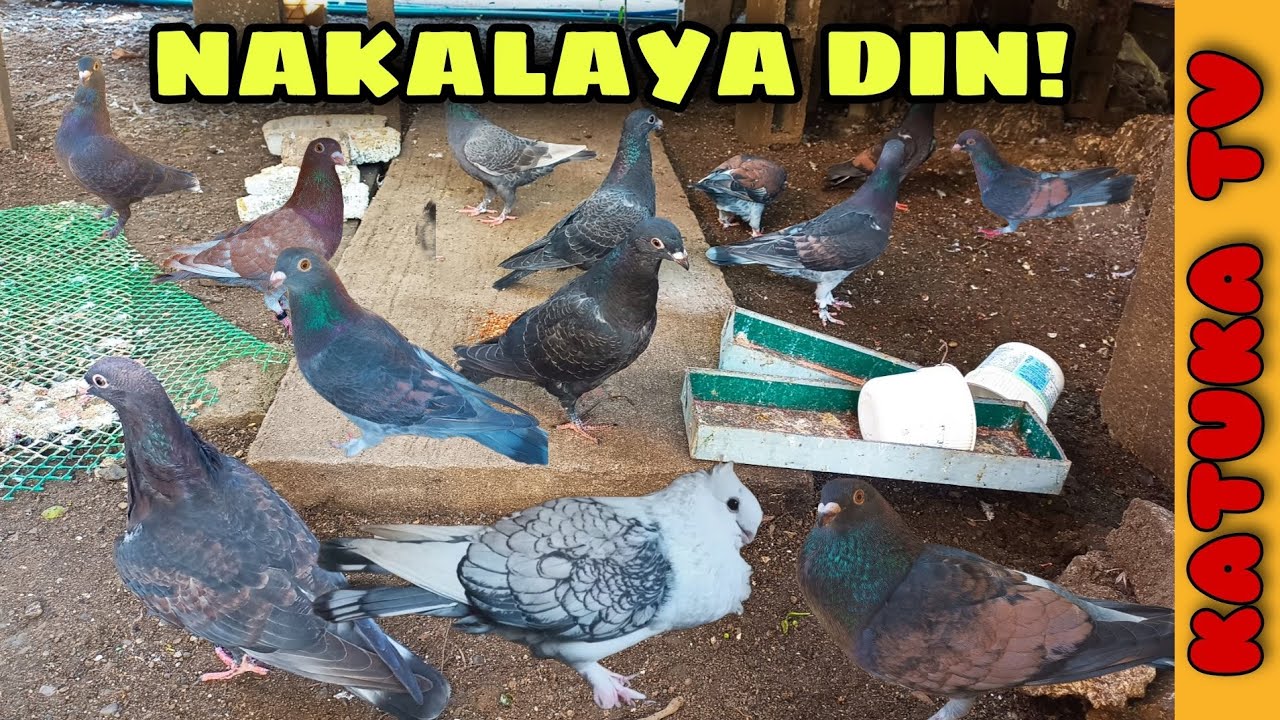 🔴MGA HYBRID NA KALAPATI 🕊️🐣#kalapatids #kalapati #karerangkalapati # ...