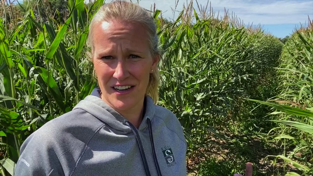 Wide-Row Corn Silage and Grazing - YouTube