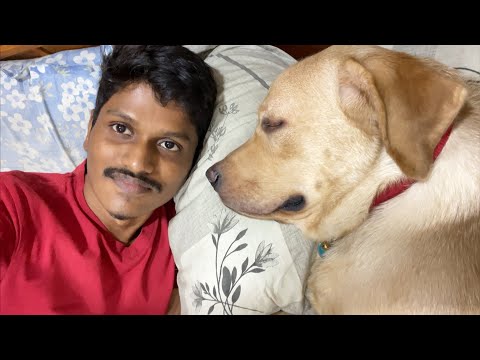 Brother takes a selfie video of his cute Labrador puppy sleep in bed | Little John |