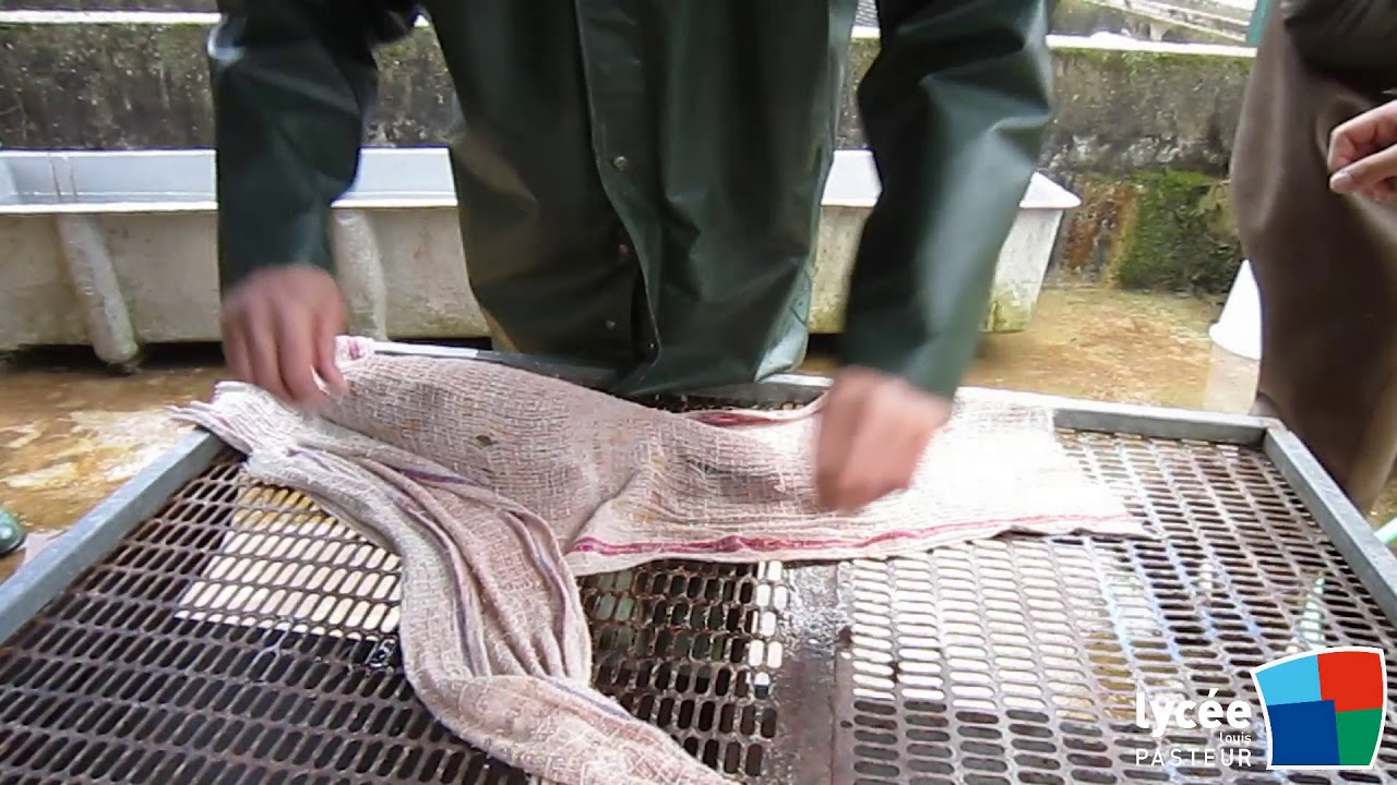 Reproduction des truites Arc-en-Ciel en aquaculture - YouTube