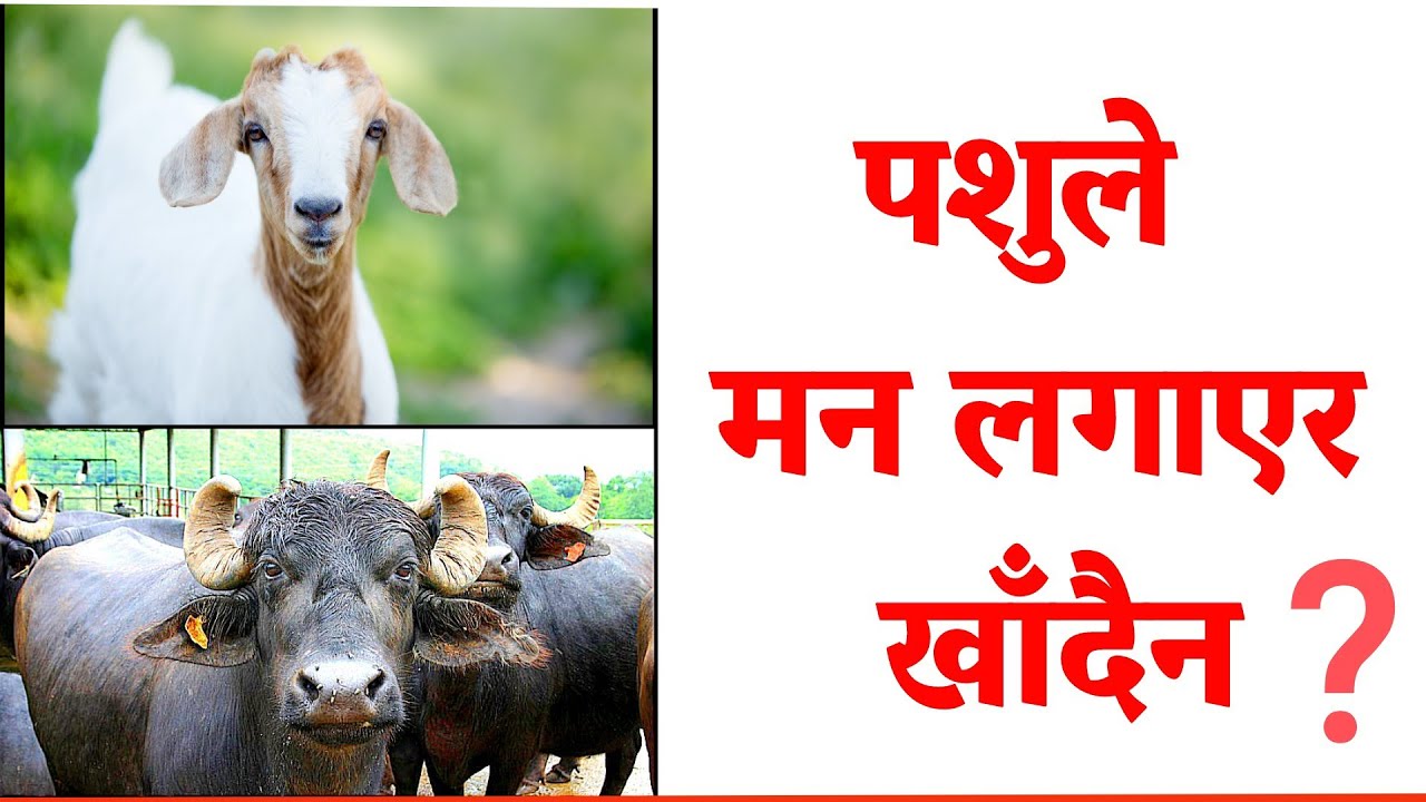 पशुले घाँस मन लगाएर नखाने समस्याको समाधान । Anorexia in Cattle and Goat ...