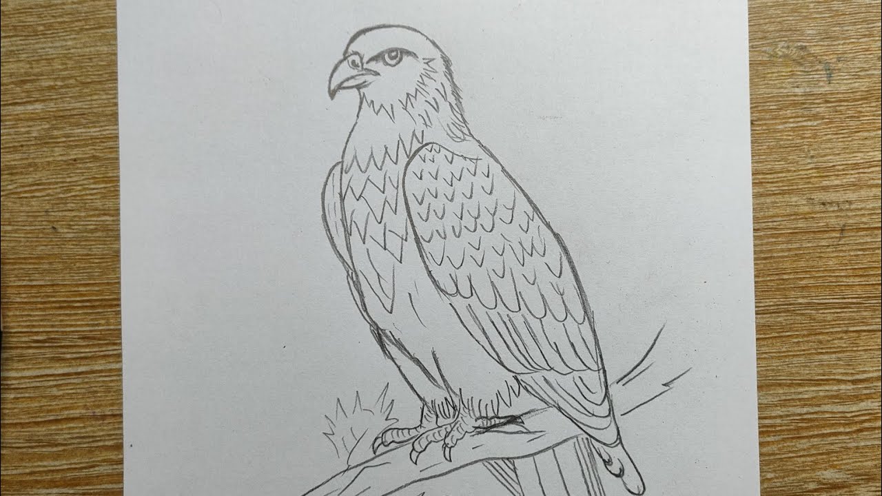 Các bước vẽ một con chim đại bàng/How to draw a eagles - YouTube