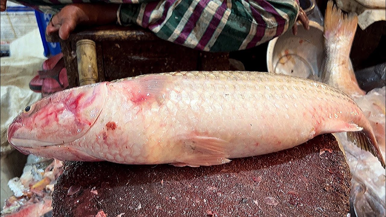 Most Tasty Big Batta Fish Cutting In Fish Market | Fish Cutting Live ...