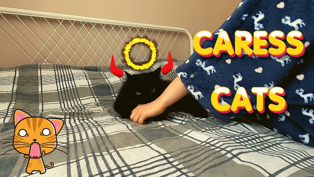 Как погладить кота и не потерять руку/Caress cats - YouTube