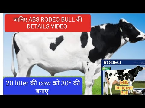 जानिए ABS RODEO BULL की DETAILS VIDEO// 20 litter की cow को 30* की बनाए ...