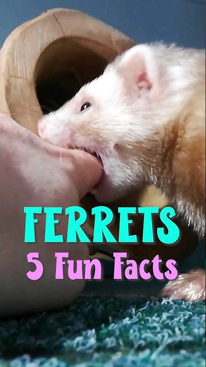 5 Fun Facts About Ferrets #shorts #ferrets #5facts - YouTube