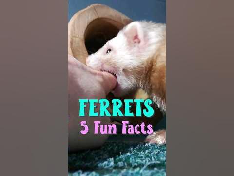 5 Fun Facts About Ferrets #shorts #ferrets #5facts - YouTube