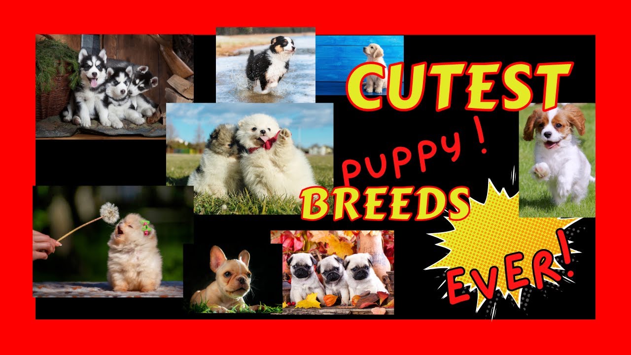 15 Most Adorable and Cute Must have Puppy Breeds - YouTube