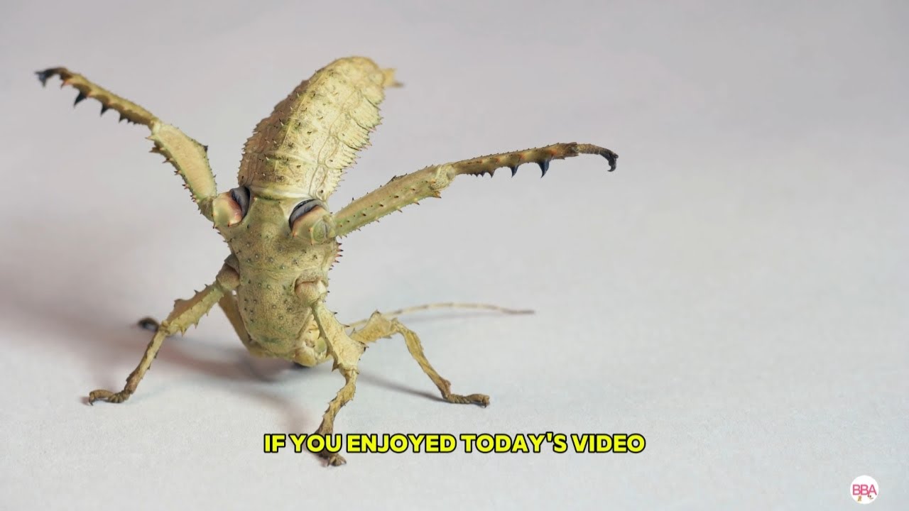 15 Insects So Strange You’d Never Dare Touch Them - YouTube