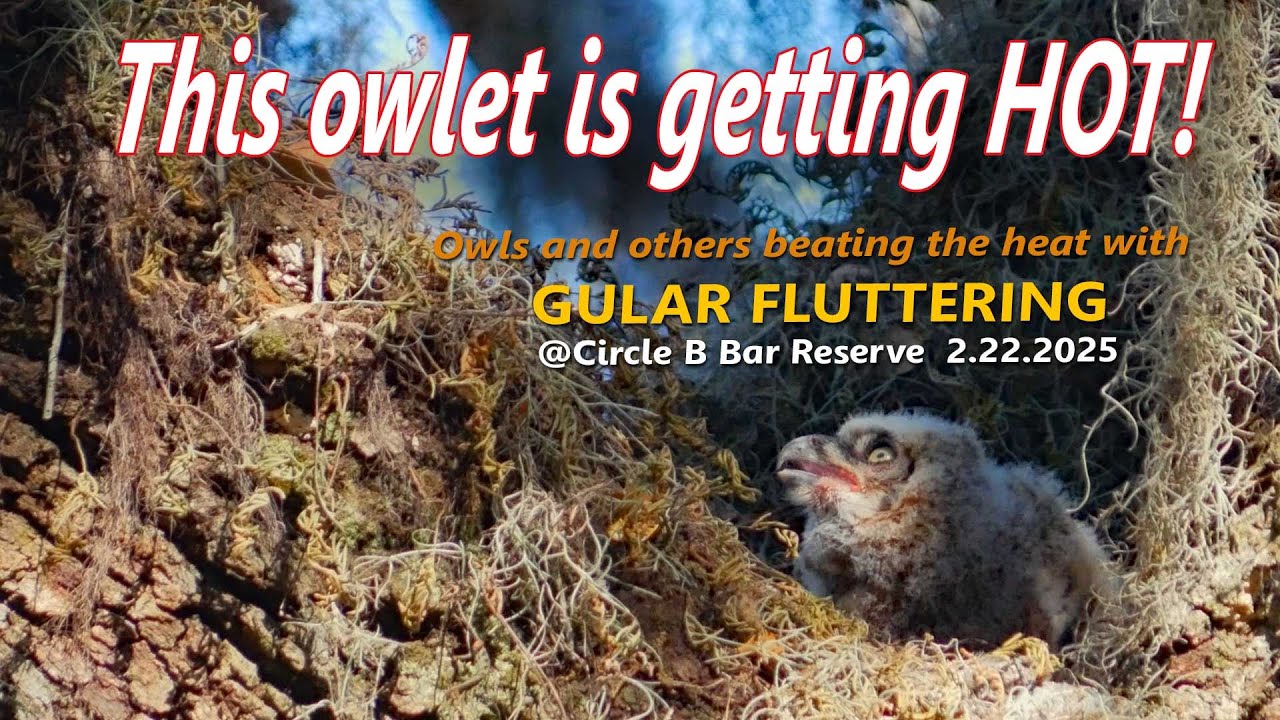Owls Gular Fluttering at Circle B Bar Reserve - YouTube