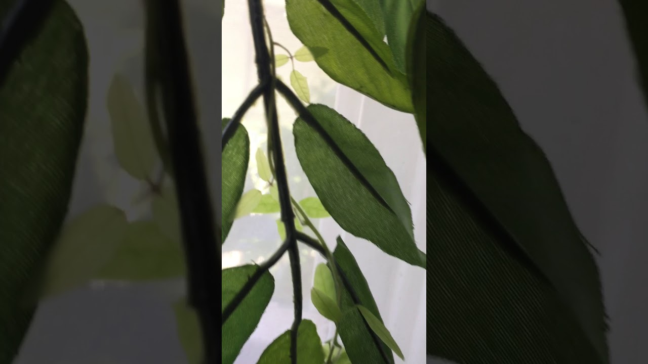 Boquila Trifoliolata mimic false leaves. - YouTube