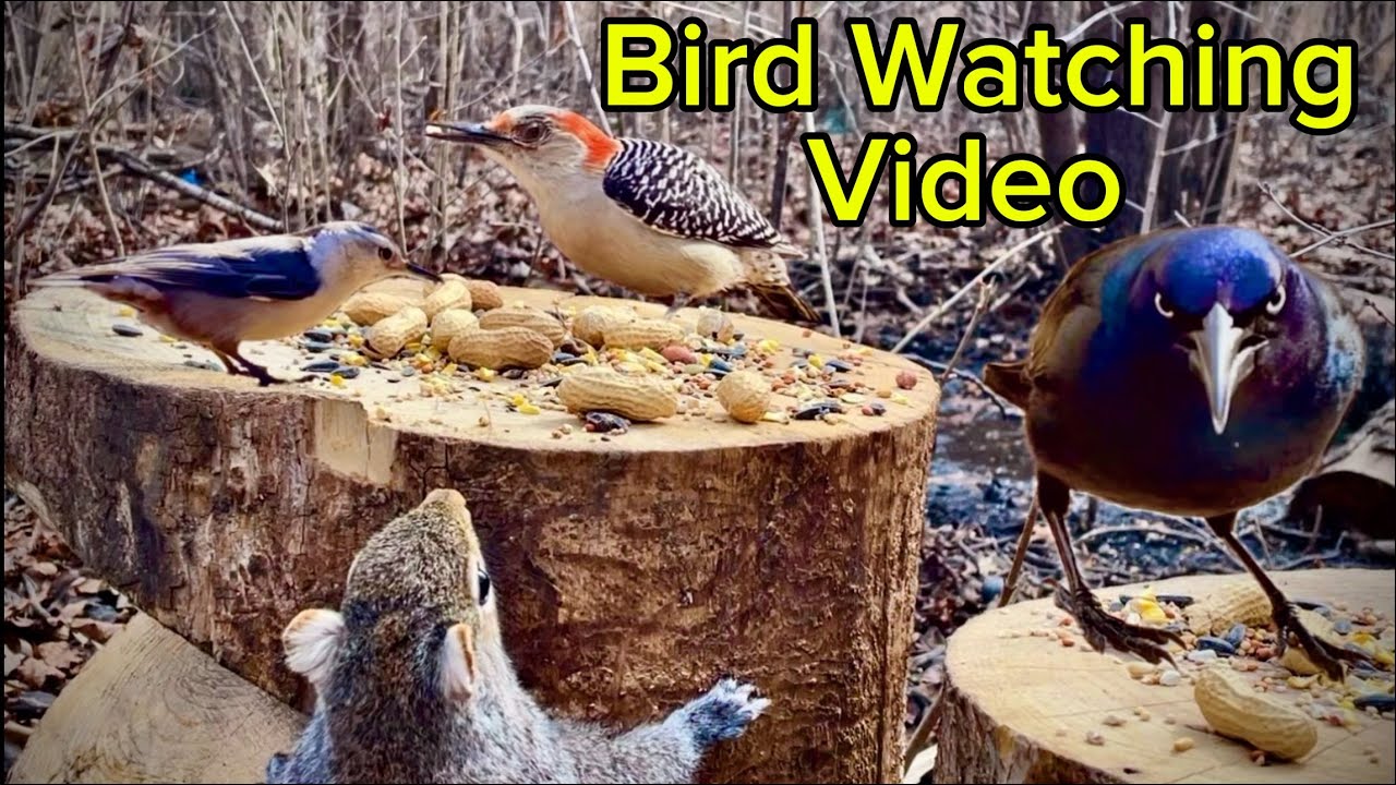 Bird watching video #birdingparadise #birdfeeder #birdfeeding #birds ...