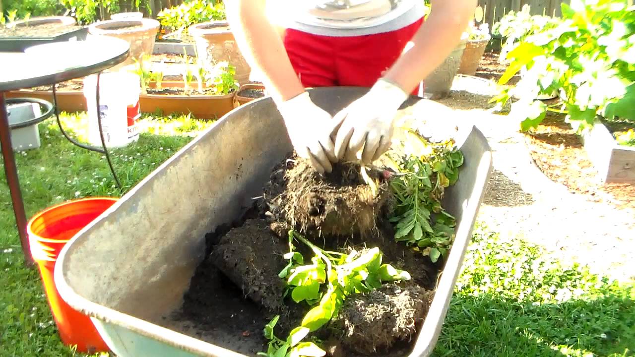 2ND POTATO BUCKET HARVEST - YouTube